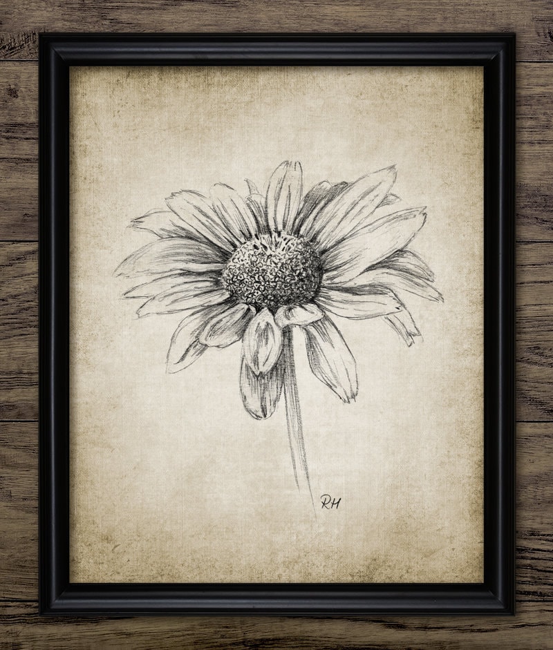 Daisy Pencil Drawing Printable Daisy Pencil (Download Now) - Etsy