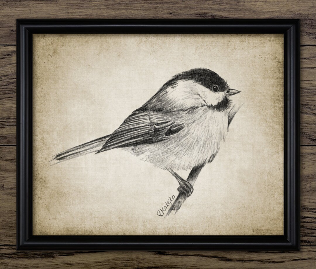 Chickadee Pencil Drawing, Printable Chickadee Drawing, American Bird ...