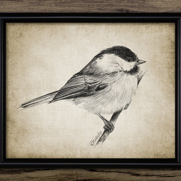 Chickadee Drawing - Etsy