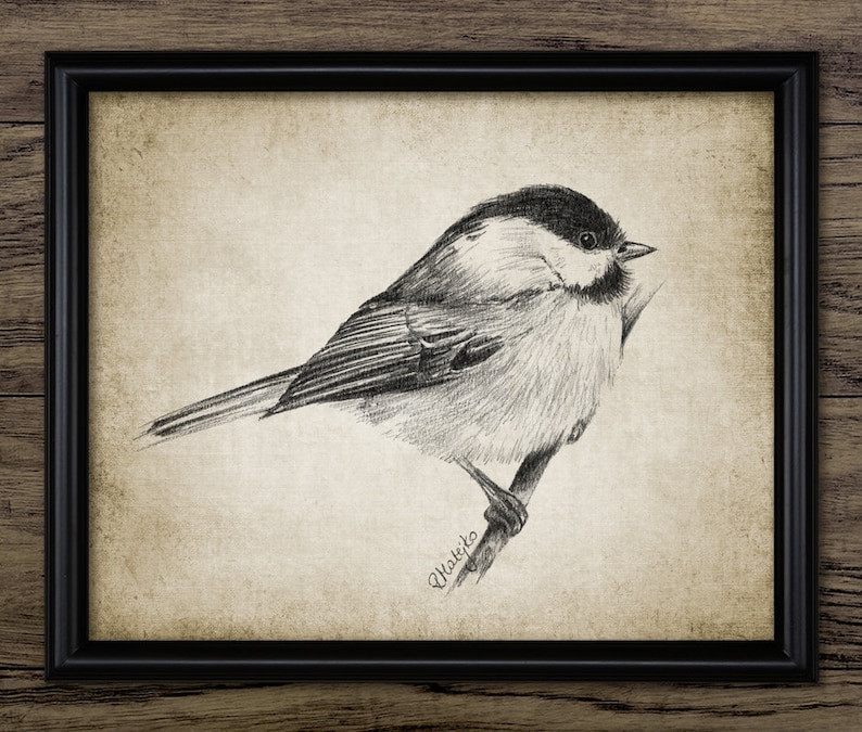 Chickadee Pencil Drawing Printable Chickadee Drawing | Etsy