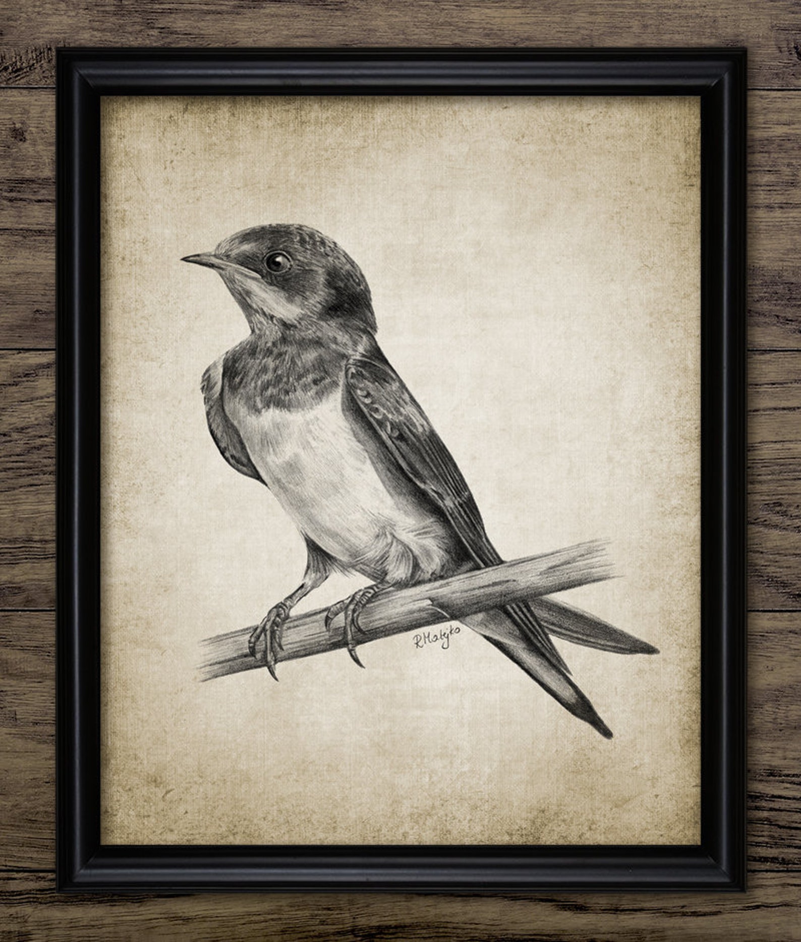 Swallow Pencil Drawing Printable Swallow Bird Drawing - Etsy