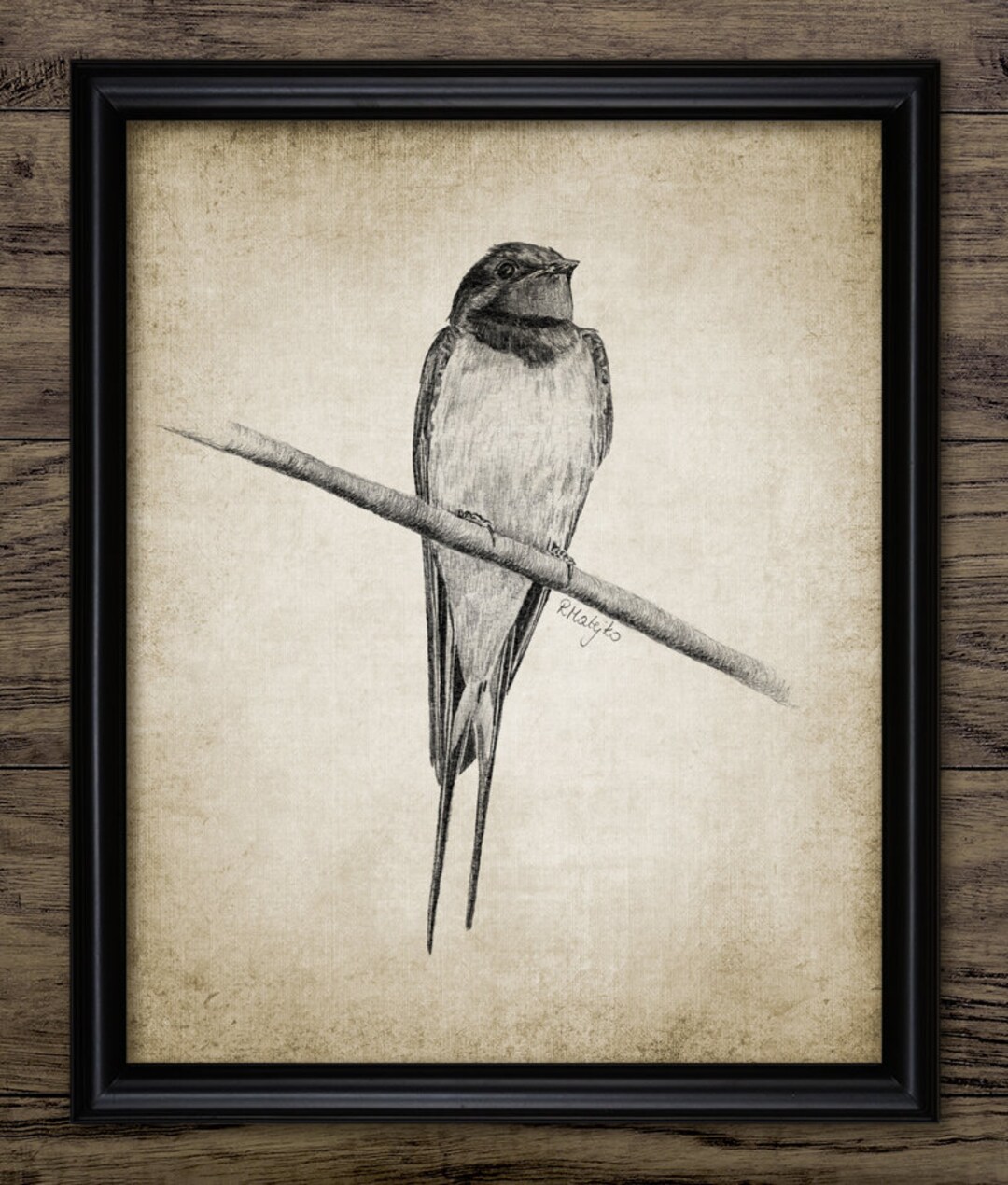 Swallow Pencil Drawing, Printable Swallow Bird Drawing, Swallow ...