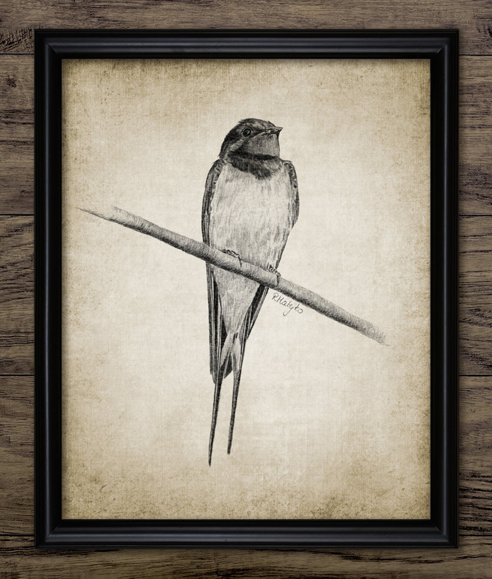Swallow Pencil Drawing Printable Swallow Bird Drawing | Etsy