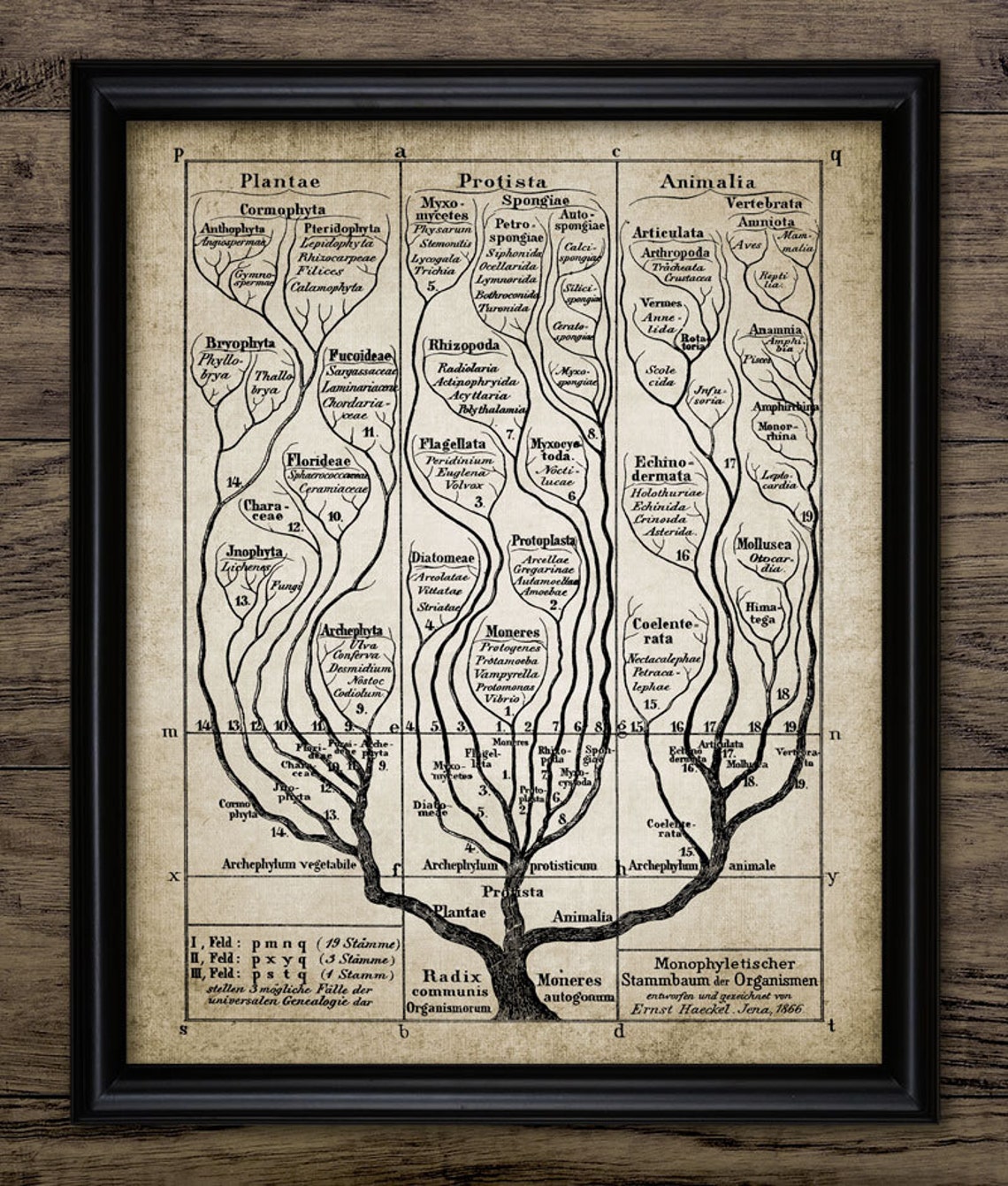 Evolution Wall Art Set of 4, Tree of Life Print, Paleontology ...