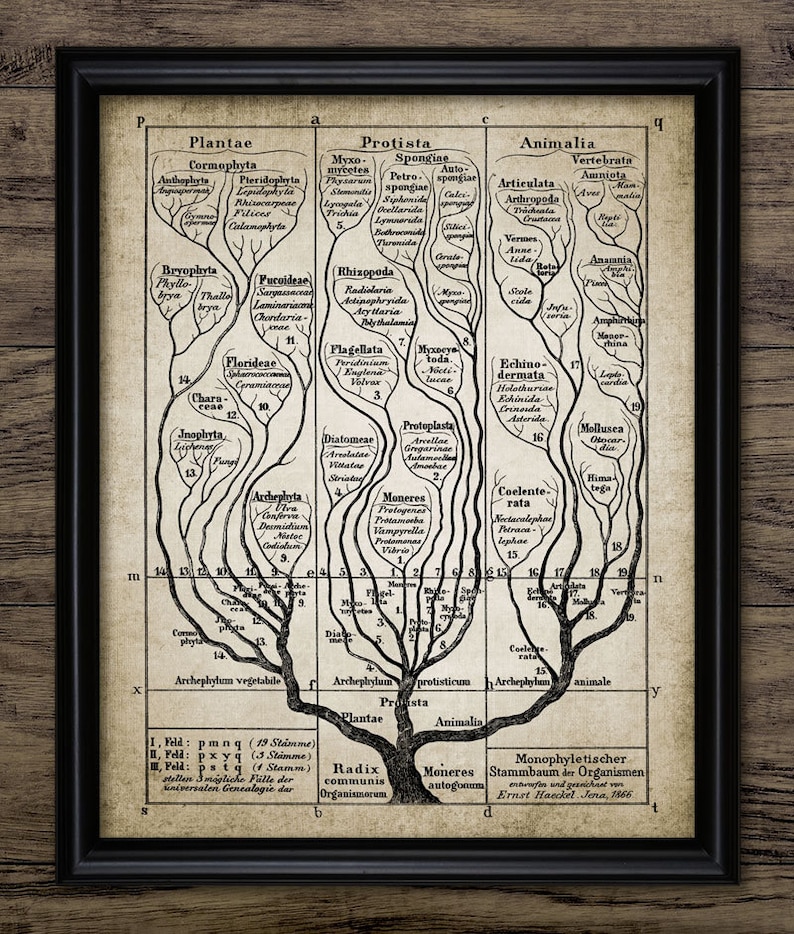 Evolution Wall Art Set of 4, Tree of Life Print, Paleontology ...