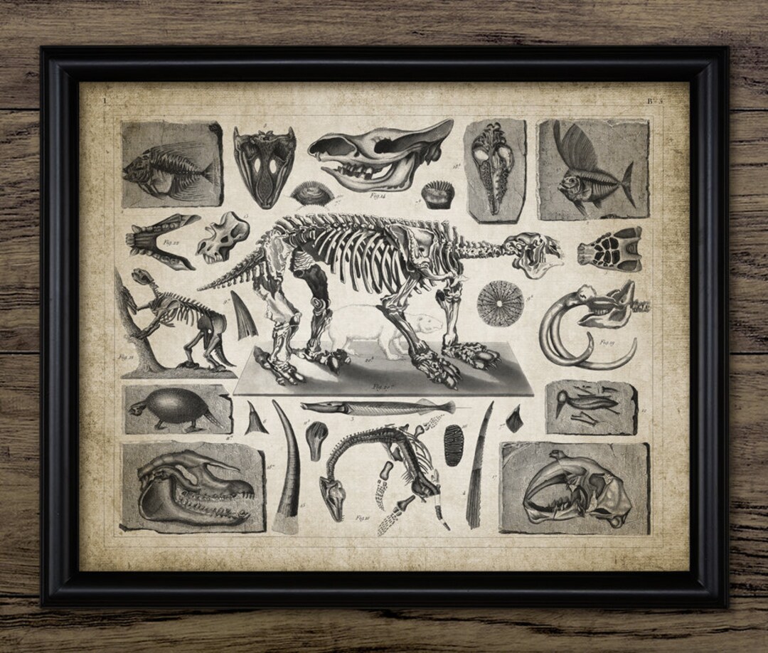Fossil Wall Art, Printable Paleontology, Evolution, Skeleton Art ...