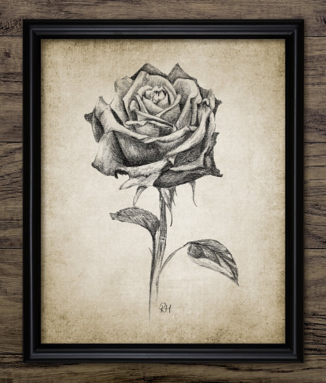 Rose Pencil Drawing, Printable Rose Wall Art, Garden Rose Plant ...