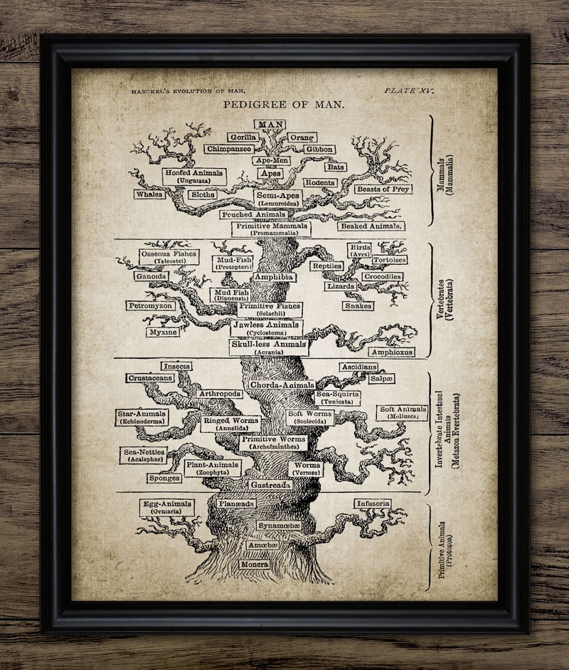 Evolution Wall Art Set of 4, Tree of Life Print, Paleontology ...