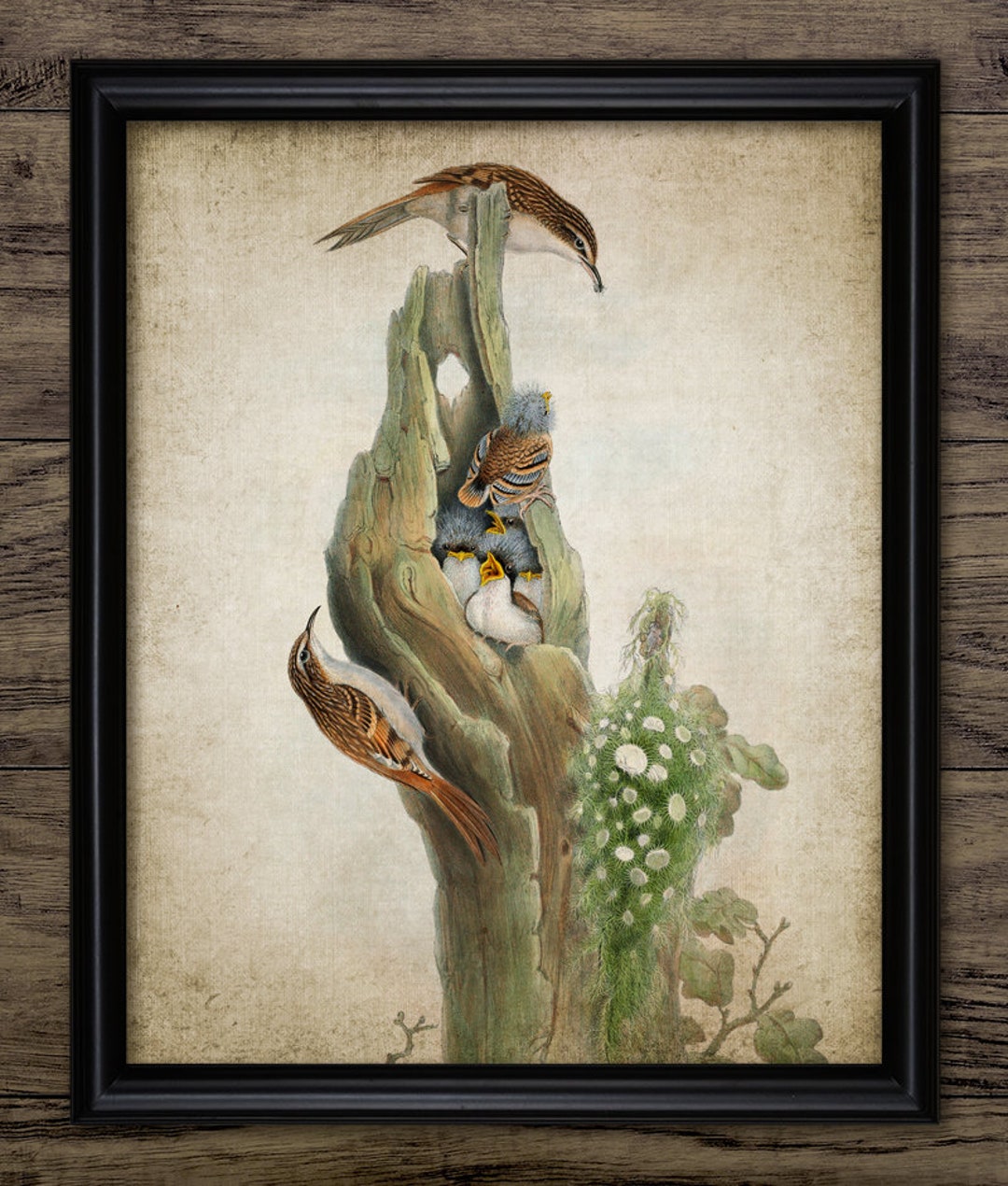 Treecreeper Bird Nest Wall Art, Vintage Digital Print, Printable ...