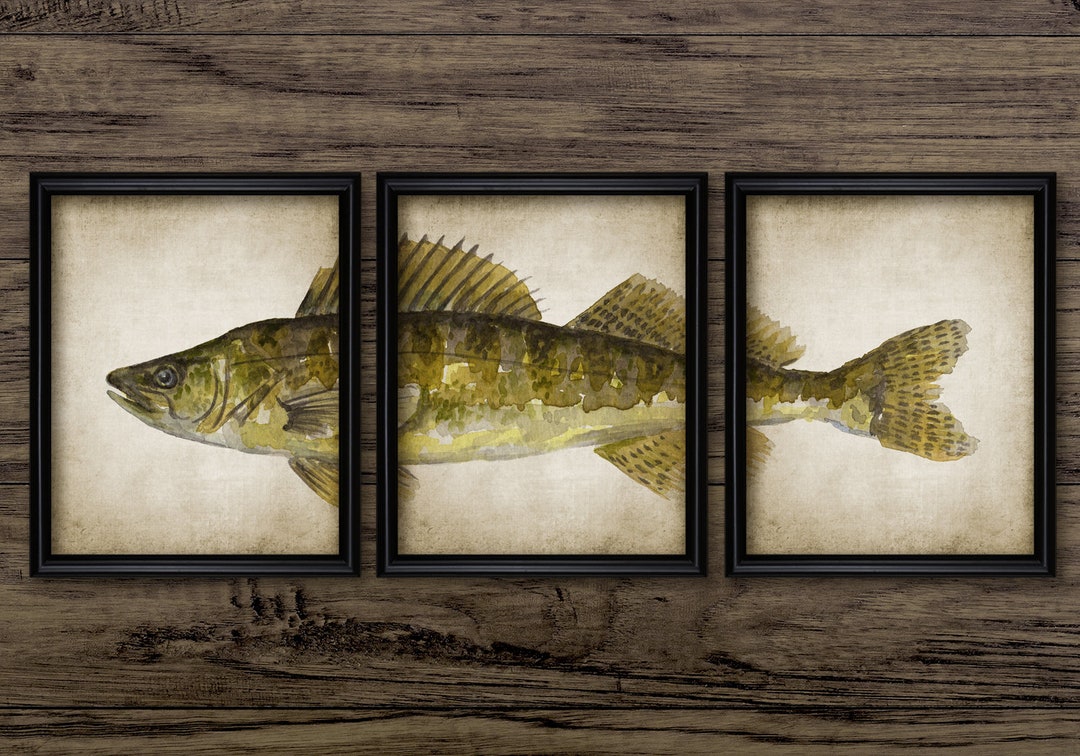 Walleye Fish Watercolour Painting Set of 3, Printable Fish Painting ...