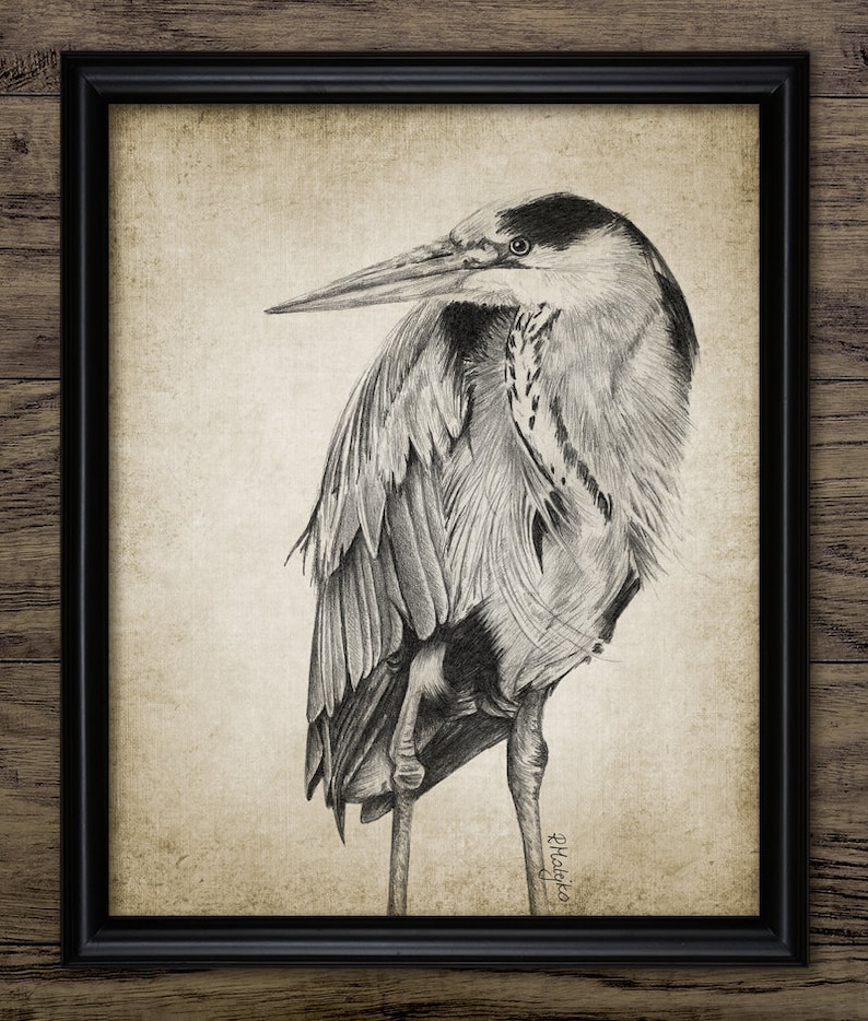 Dibujo a lápiz de garza Dibujo de garza imprimible - Etsy México