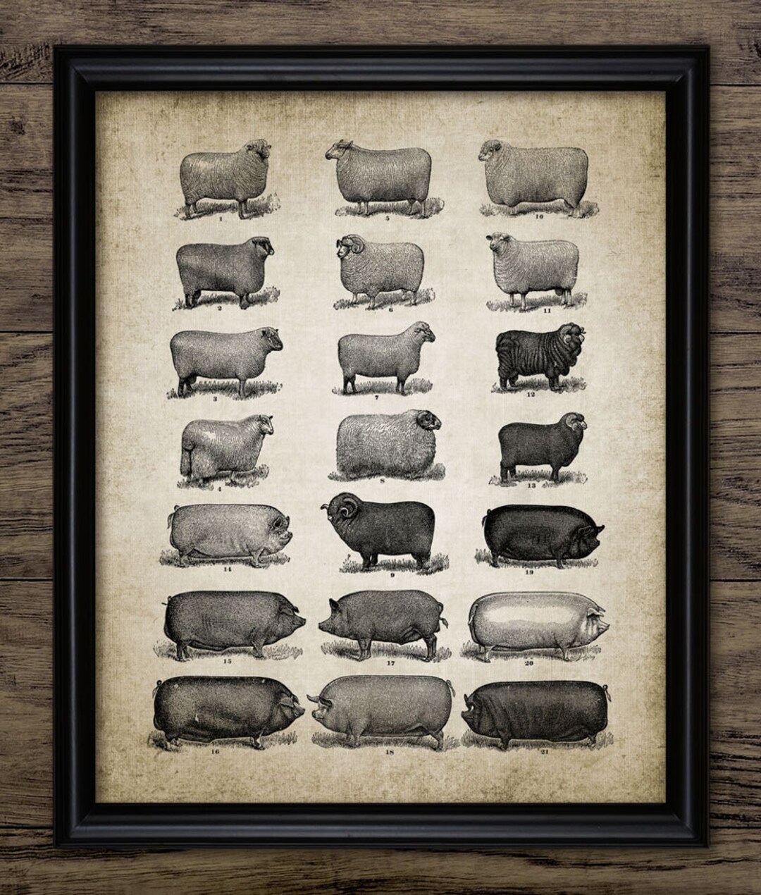 Sheep and Pig Breed Wall Art, Printable Farming, Farm Animals, Pig ...