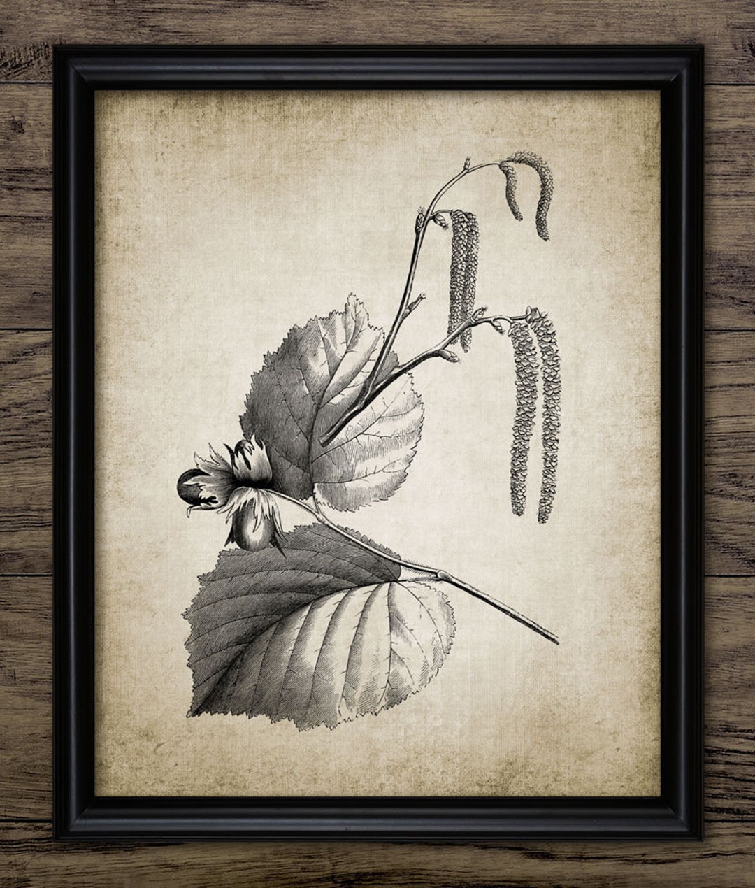 Hazelnut Tree Wall Art, Printable Hazelnut, Fruit Tree, Antique ...