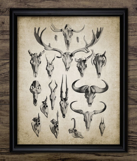 Disegno Di Corna Di Teschio Di Cervo