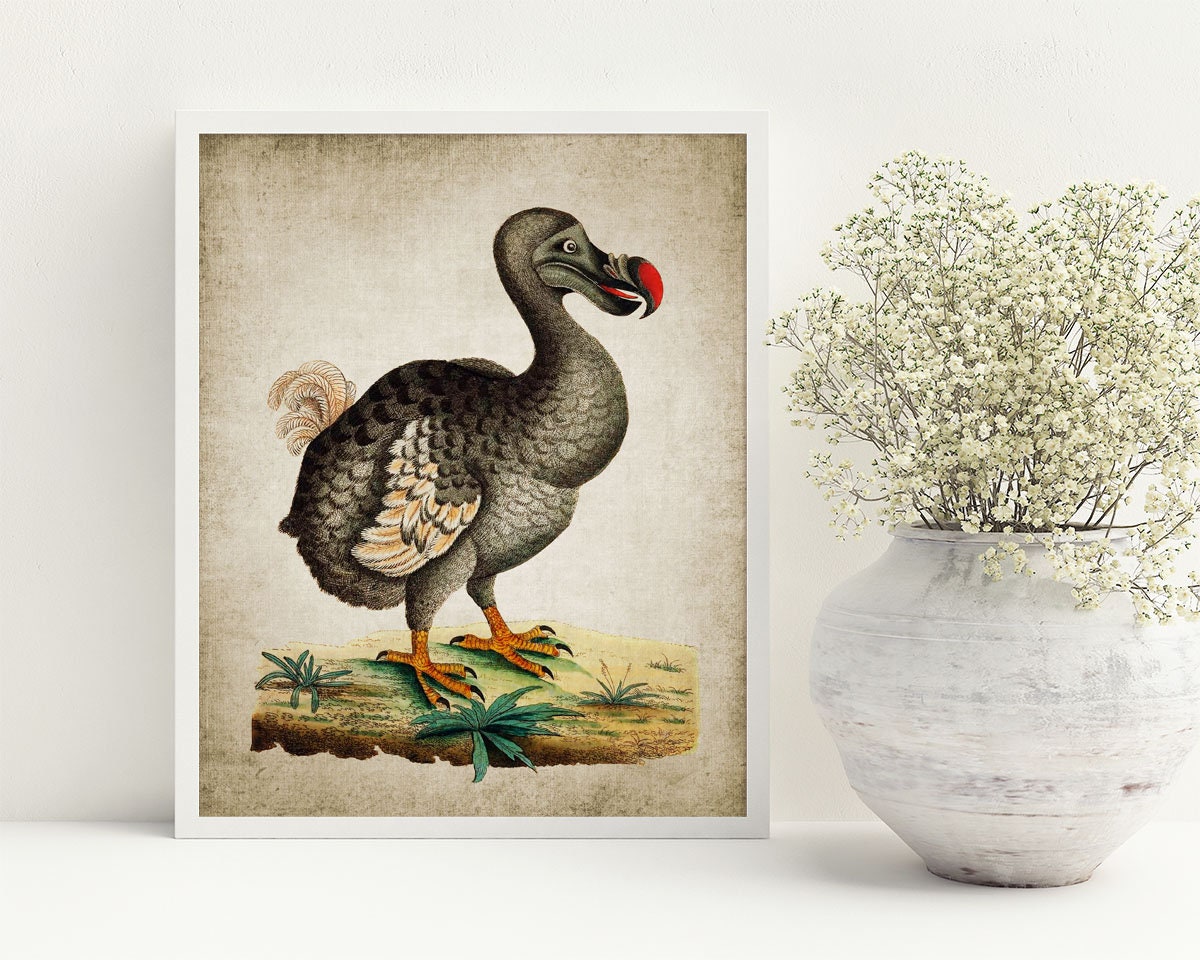 Dodo Wall Art, Printable Dodo Bird, Extinct Flightless Bird ...