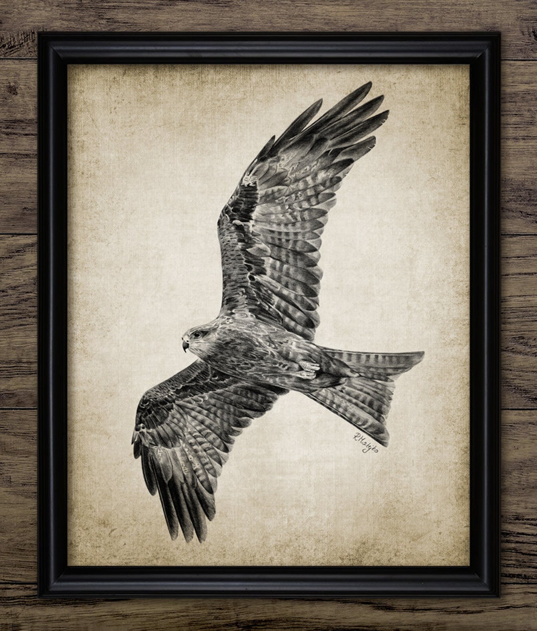 Kite Bird of Prey Pencil Drawing, Printable Black Kite Art, Kite Bird ...