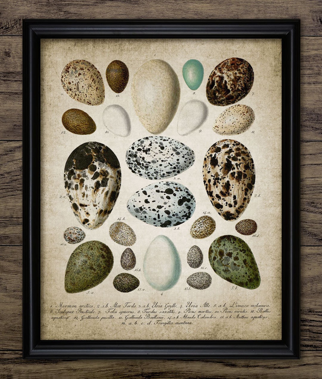 Vintage Bird Egg Wall Art Printable Bird Egg Oology Wall Art Bird Watcher Bird Egg Education