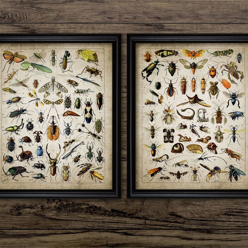 Insect Wall Art Set of 2 Printable Insects Entomology - Etsy