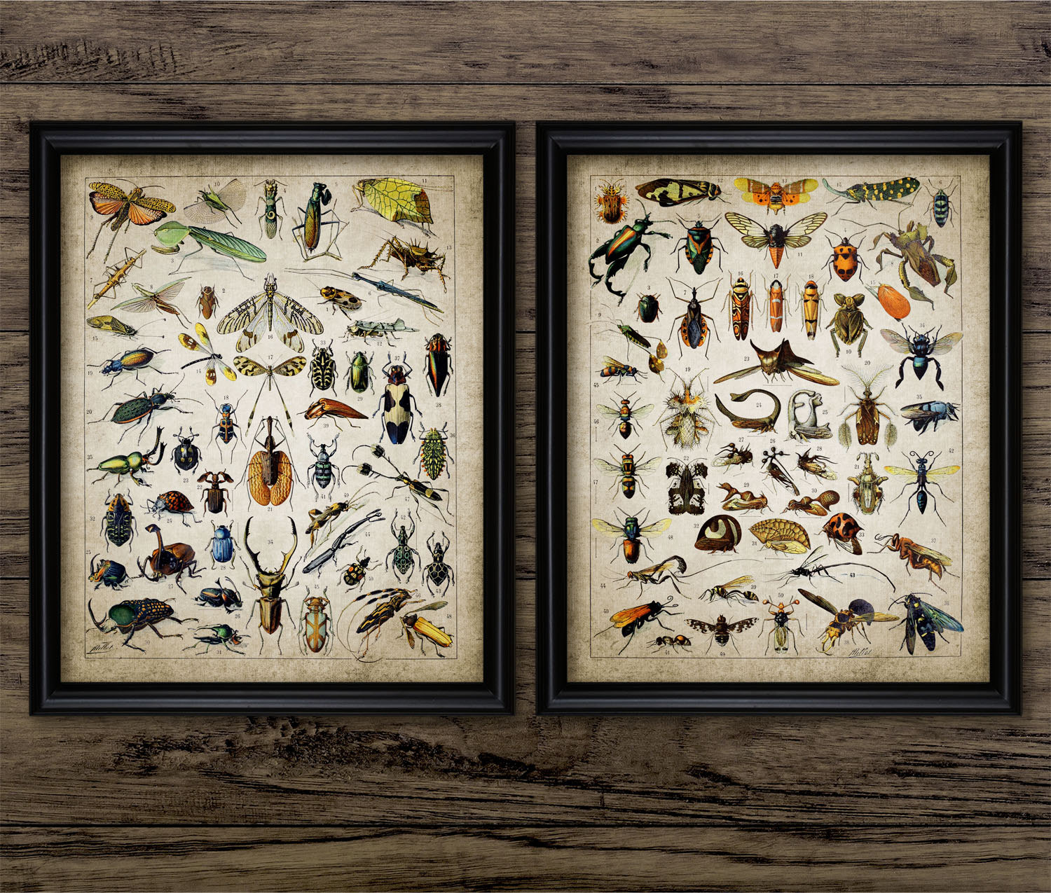 Insect Wall Art Set of 2 Printable Insects Entomology - Etsy