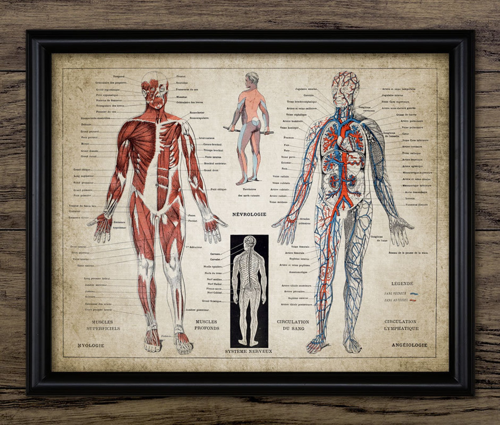 Human Anatomy Print French Language Human Muscles and | Etsy
