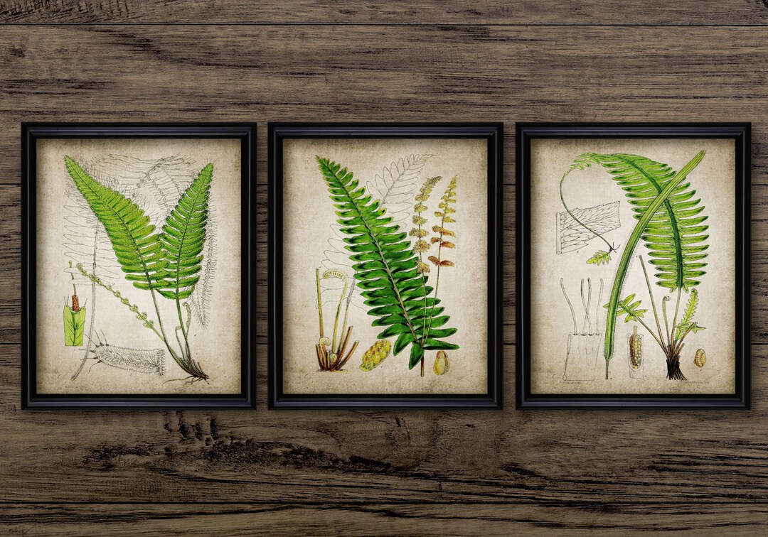 Vintage Fern Wall Art Set of 3, Printable Fern Plant, Vintage Botanical ...