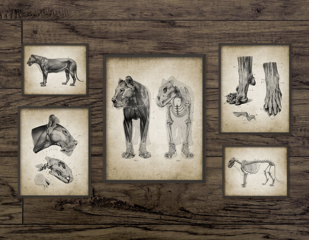 Cat Anatomy Set of 5, Printable Anatomy, Veterinary Student, Animal Vet ...