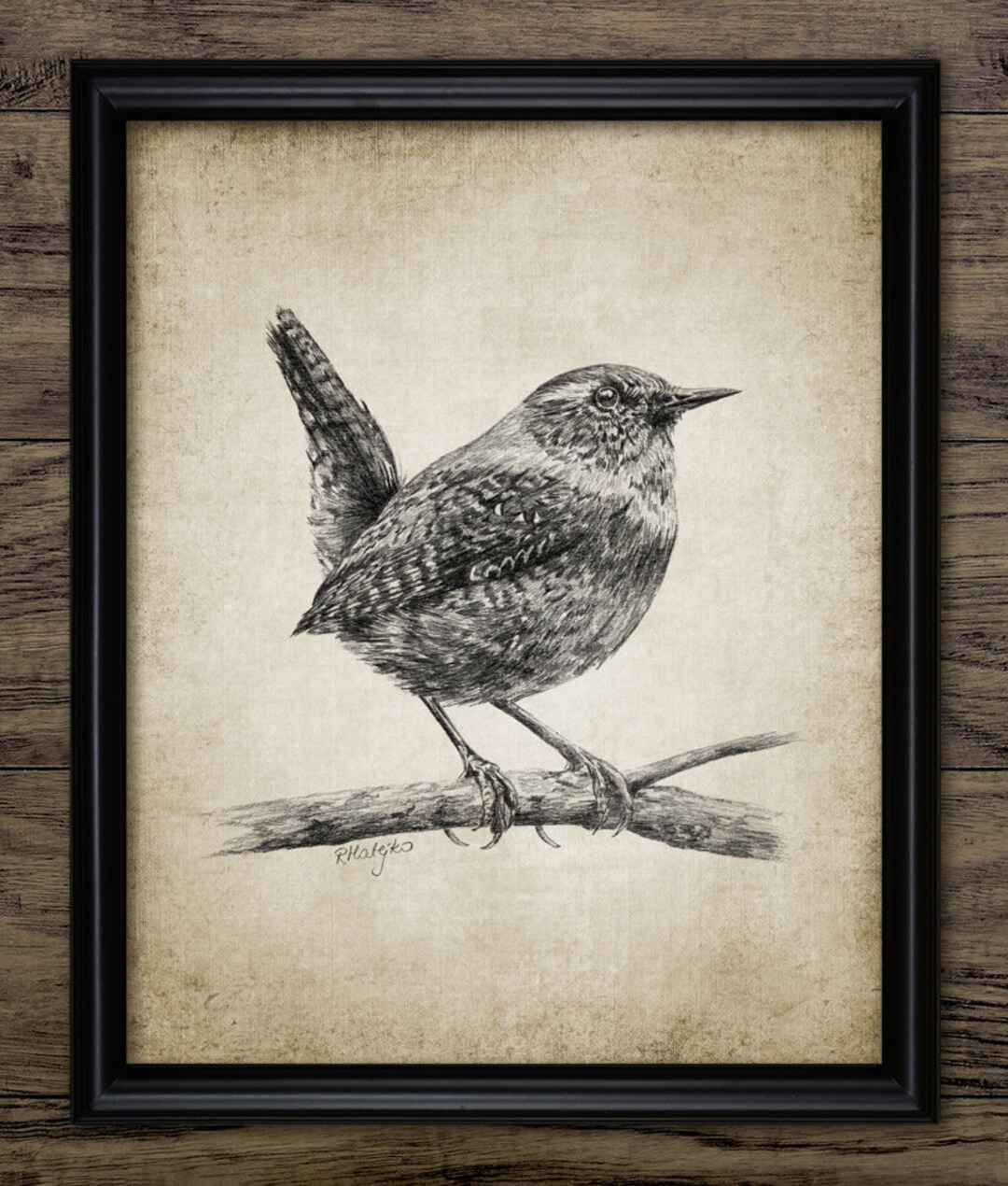 Wren Pencil Drawing, Printable Wren Drawing, Instant Bird Print, Garden ...