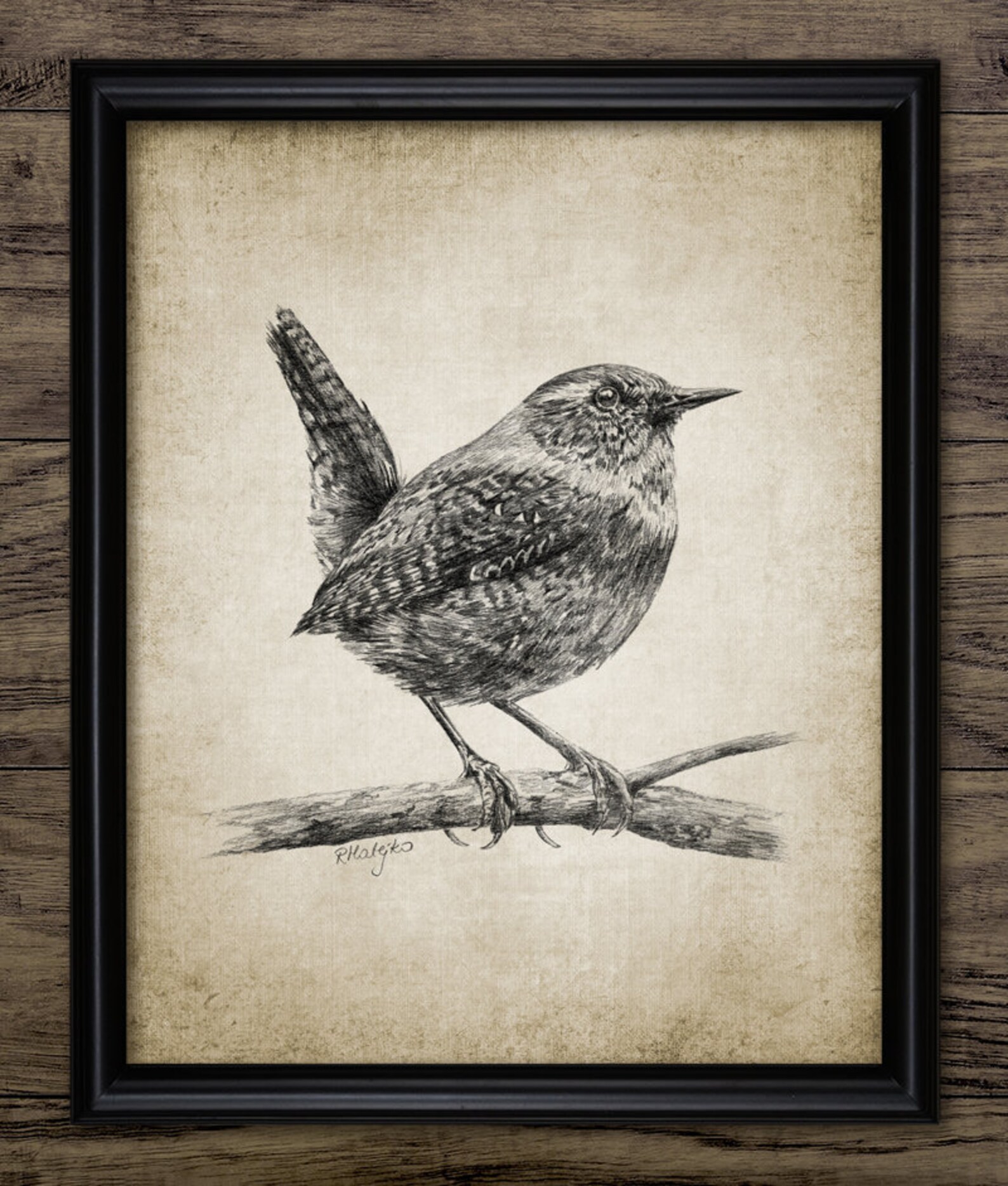 Wren Pencil Drawing Printable Wren Drawing Wren Bird Decor - Etsy