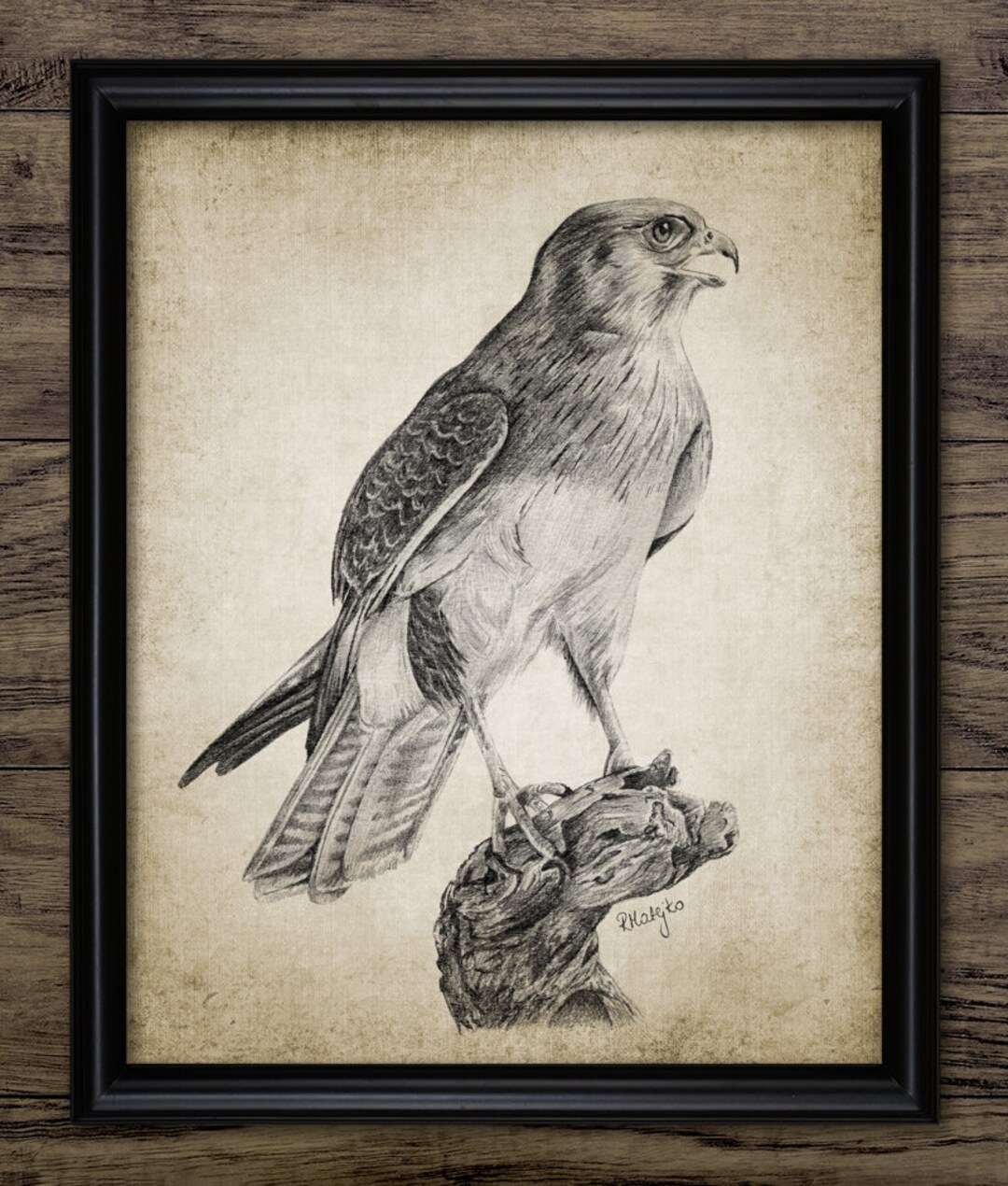 Kestrel Pencil Drawing, Printable Kestrel Drawing, Kestrel Wall Art ...