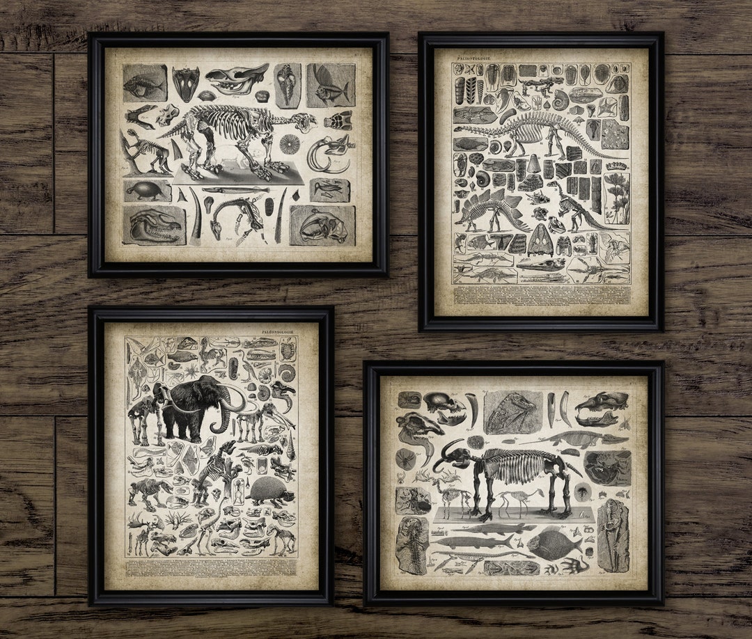 Paleontology Wall Art Set of 4, Printable Fossil, Extinct Mammal ...