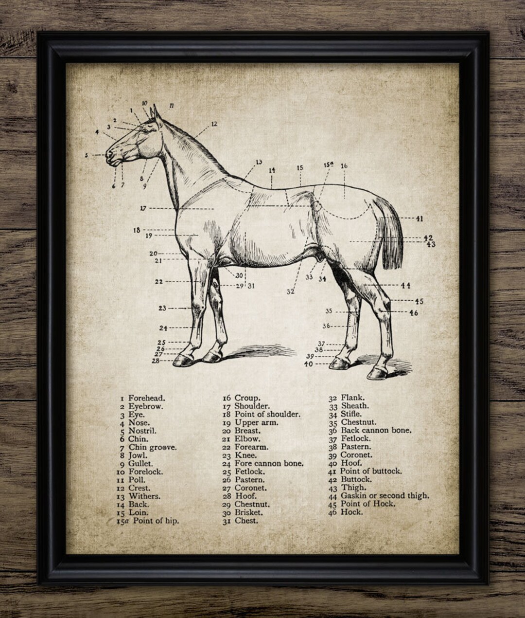 Horse Anatomy Wall Art, Printable Horse Art, Equestrian Art, Equine ...