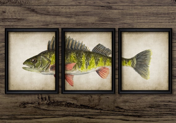 Perch Fish Watercolor Painting Set of 3 Printable Yellow | Etsy