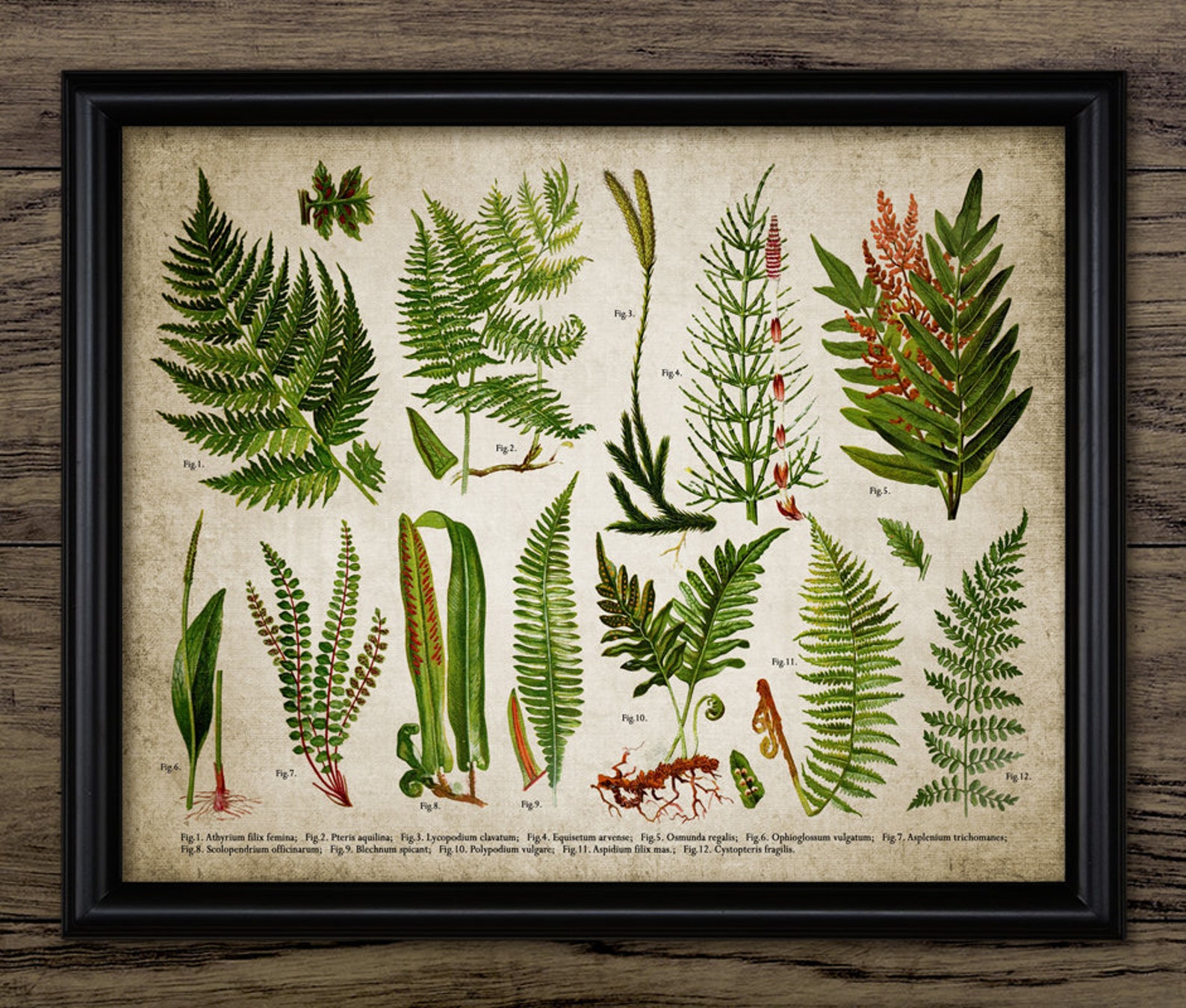 Fern Art Print Printable Fern Art Green Fern Living Room - Etsy