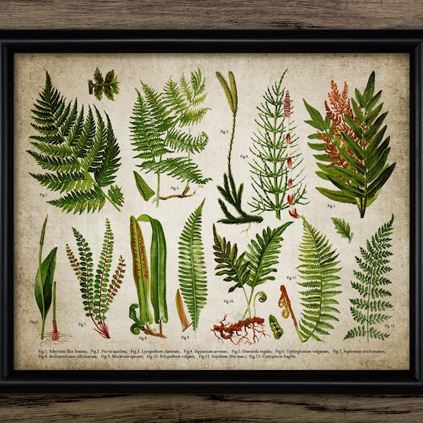 Fern Print - Etsy
