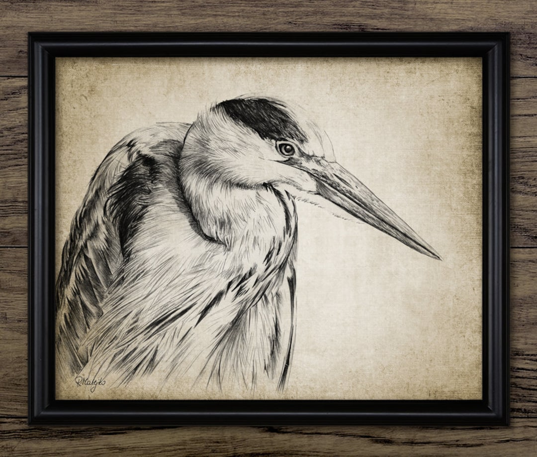 Heron Pencil Drawing, Printable Heron Drawing, Heron Bird, Nature ...