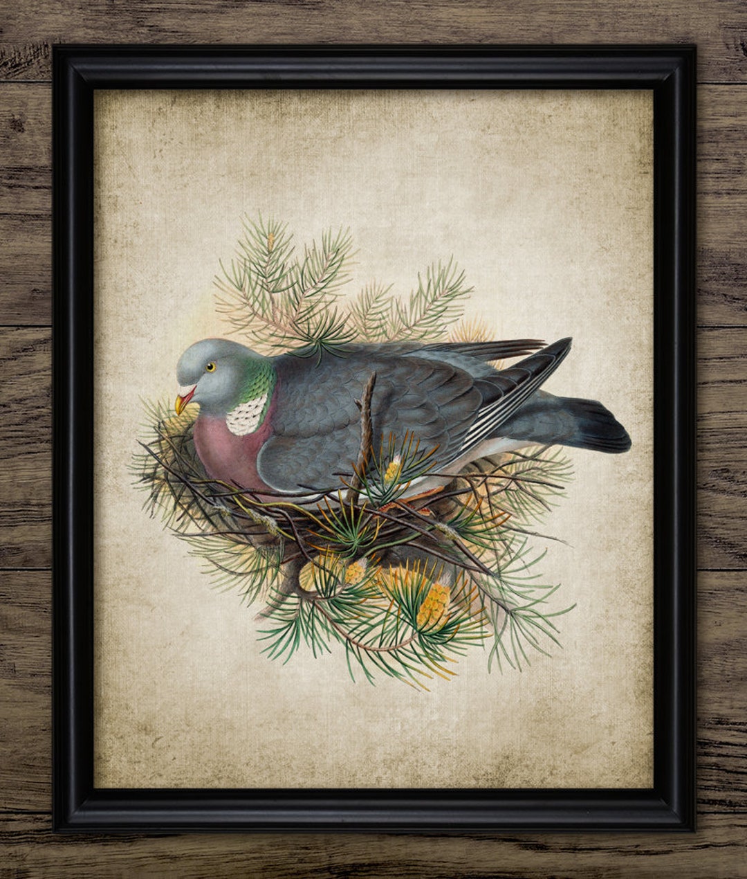 Nesting Wood Pigeon Art, Vintage Digital Print, Printable Common Wood ...