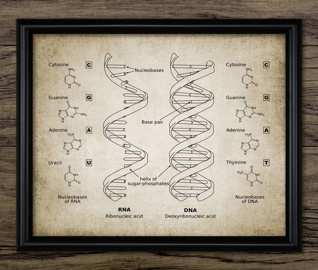 DNA Wall Art, Printable Deoxyribonucleic Acid, RNA Double Helix ...