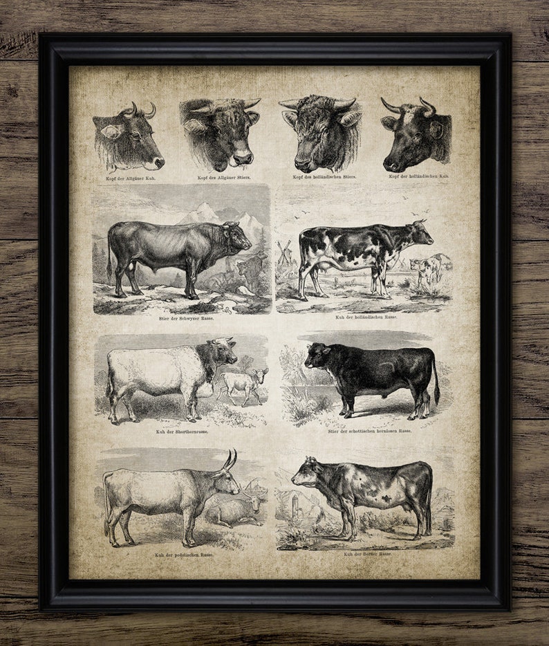 Antique Cow Breeds Print, Beef Cattle Ranch Art, Cow Breeds, Farming Wall Art, Vintage Cow Decor ...
