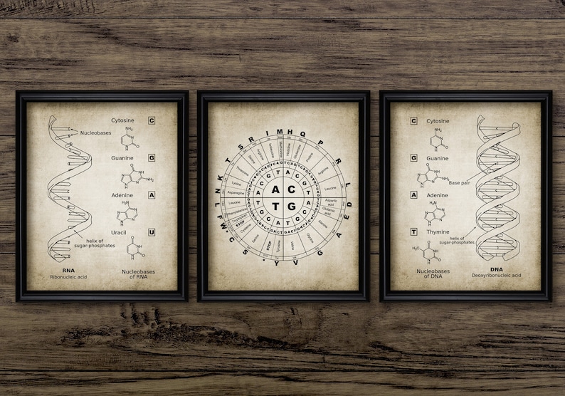 DNA and RNA Genetic Code Wall Art Set of 3, Genetics, Biochemistry ...