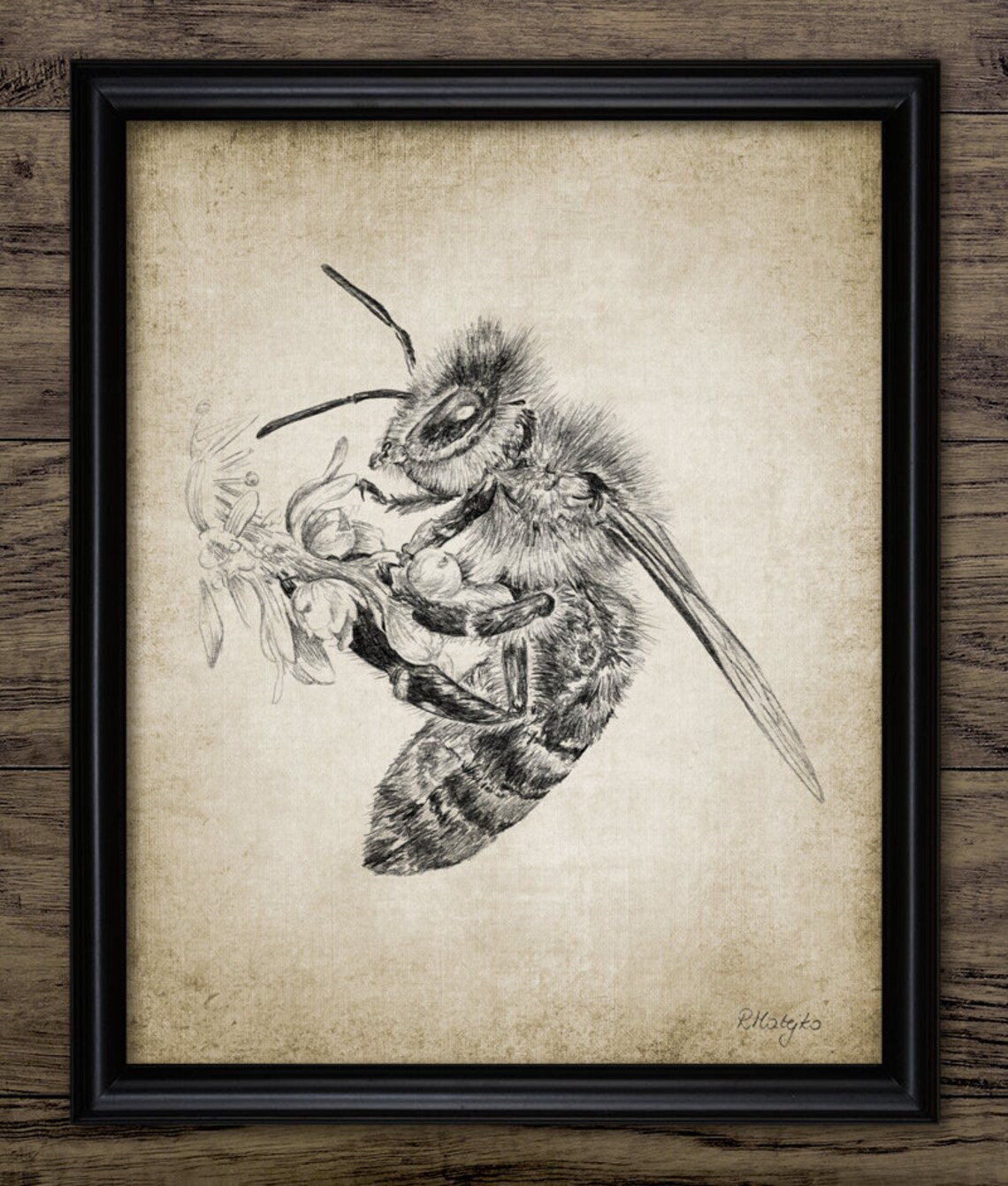 Honey Bee Pencil Drawing Printable Honey Bee Drawing - Etsy