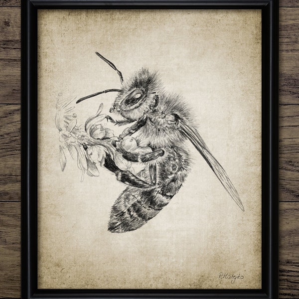 Bee Drawing - Etsy UK
