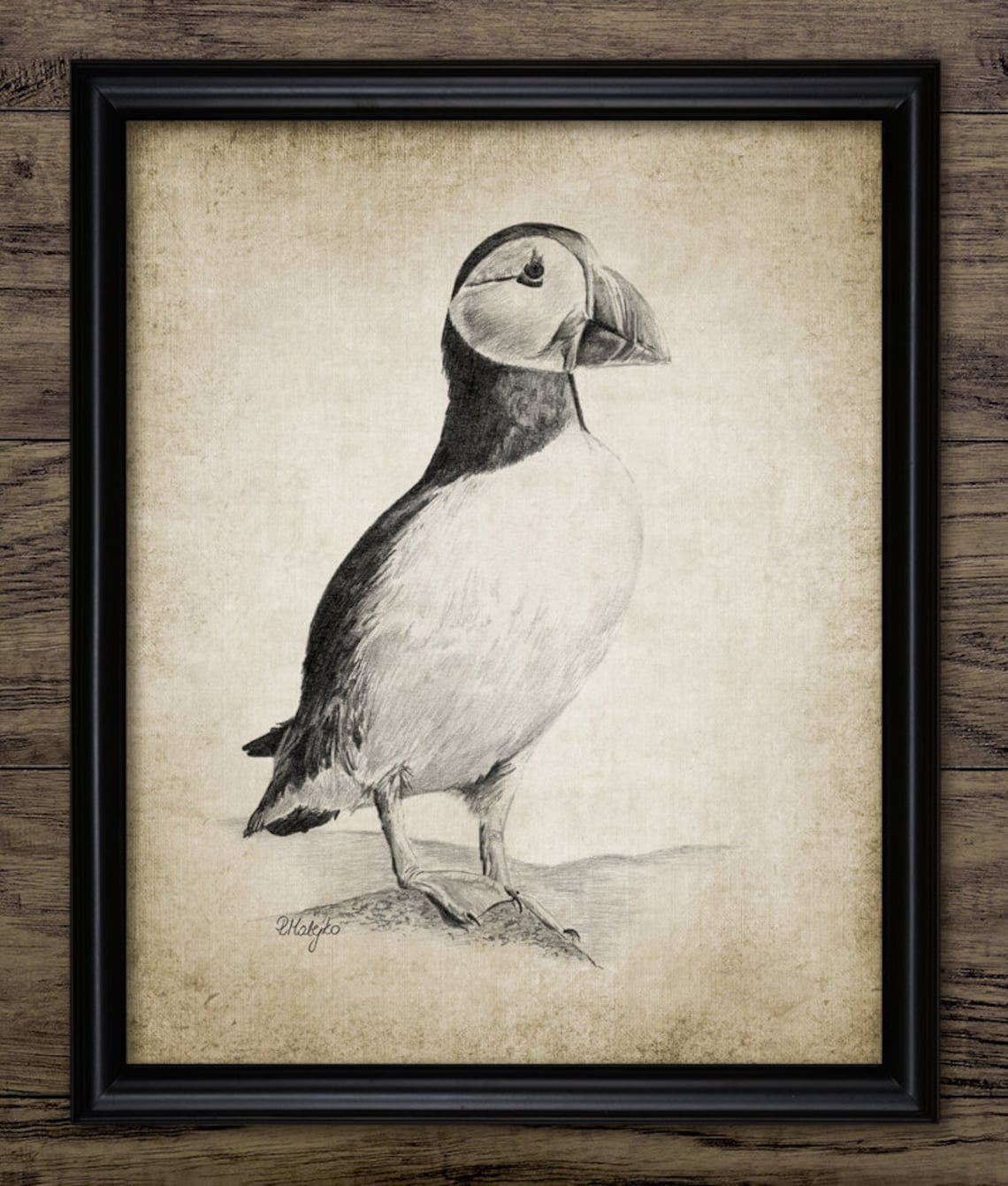 Puffin Pencil Drawing Printable Puffin Drawing Puffin Bird - Etsy