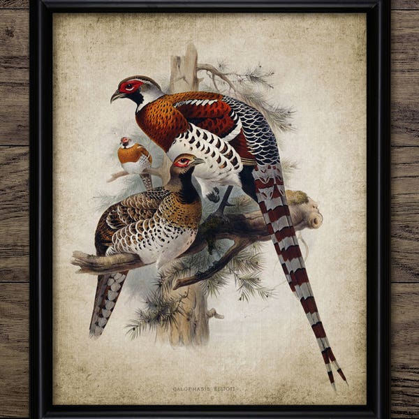 Pheasant Art - Etsy