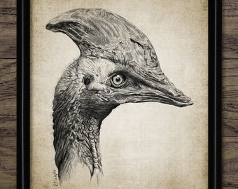 Cassowary Bird Art - Etsy