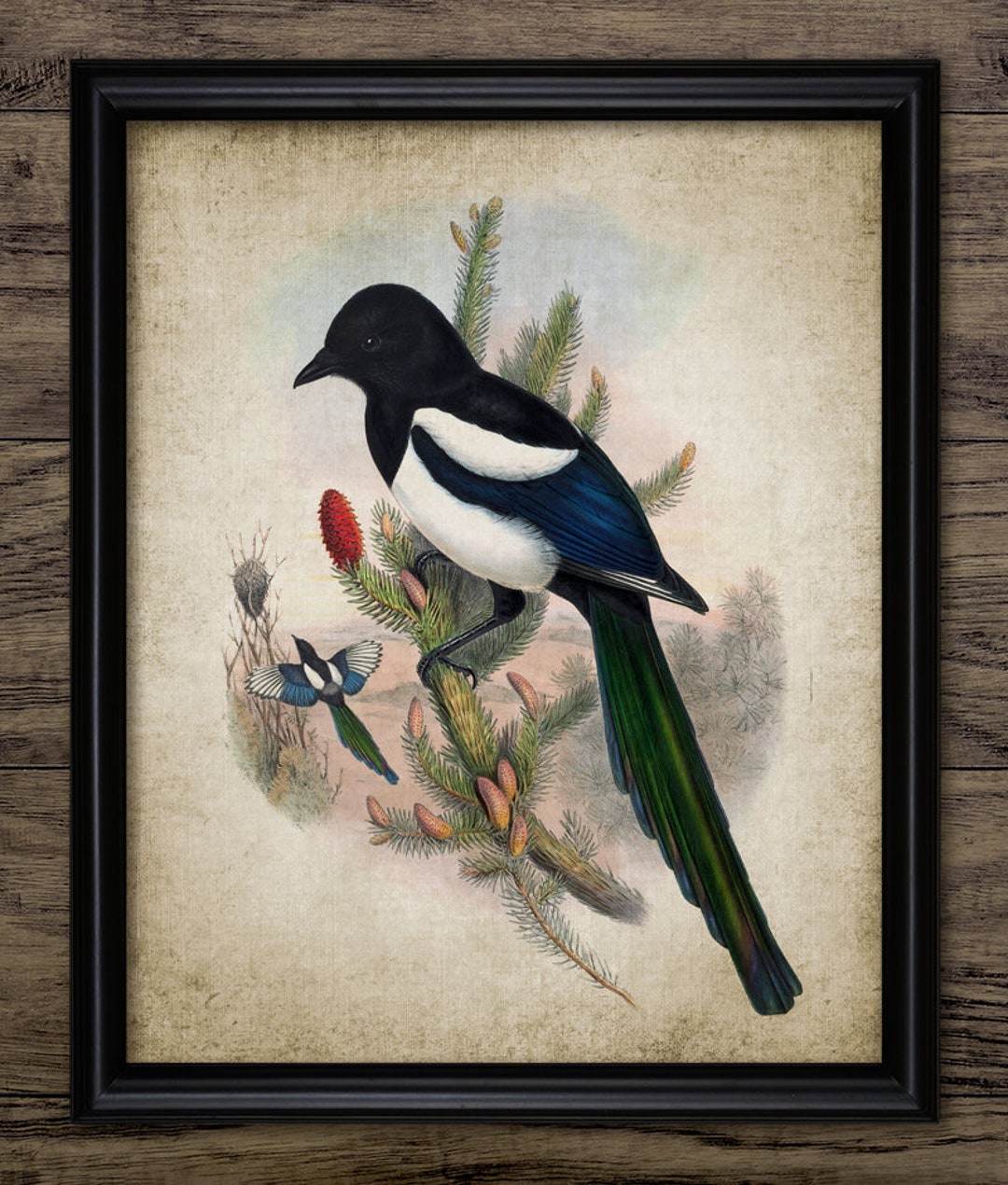 Magpie Bird Art, Vintage Digital Print, Printable Common Magpie Bird ...