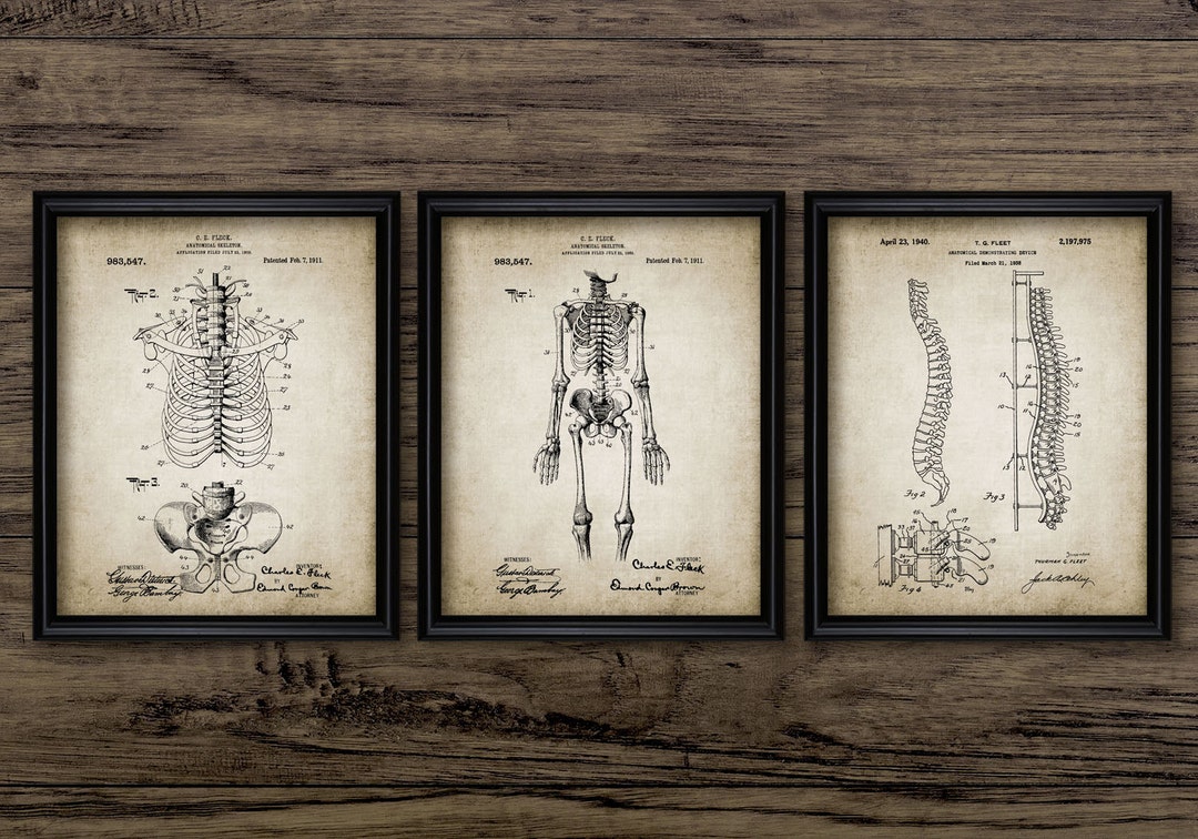 Human Skeleton Wall Art Set of 3, Printable Anatomy, Human Anatomy ...
