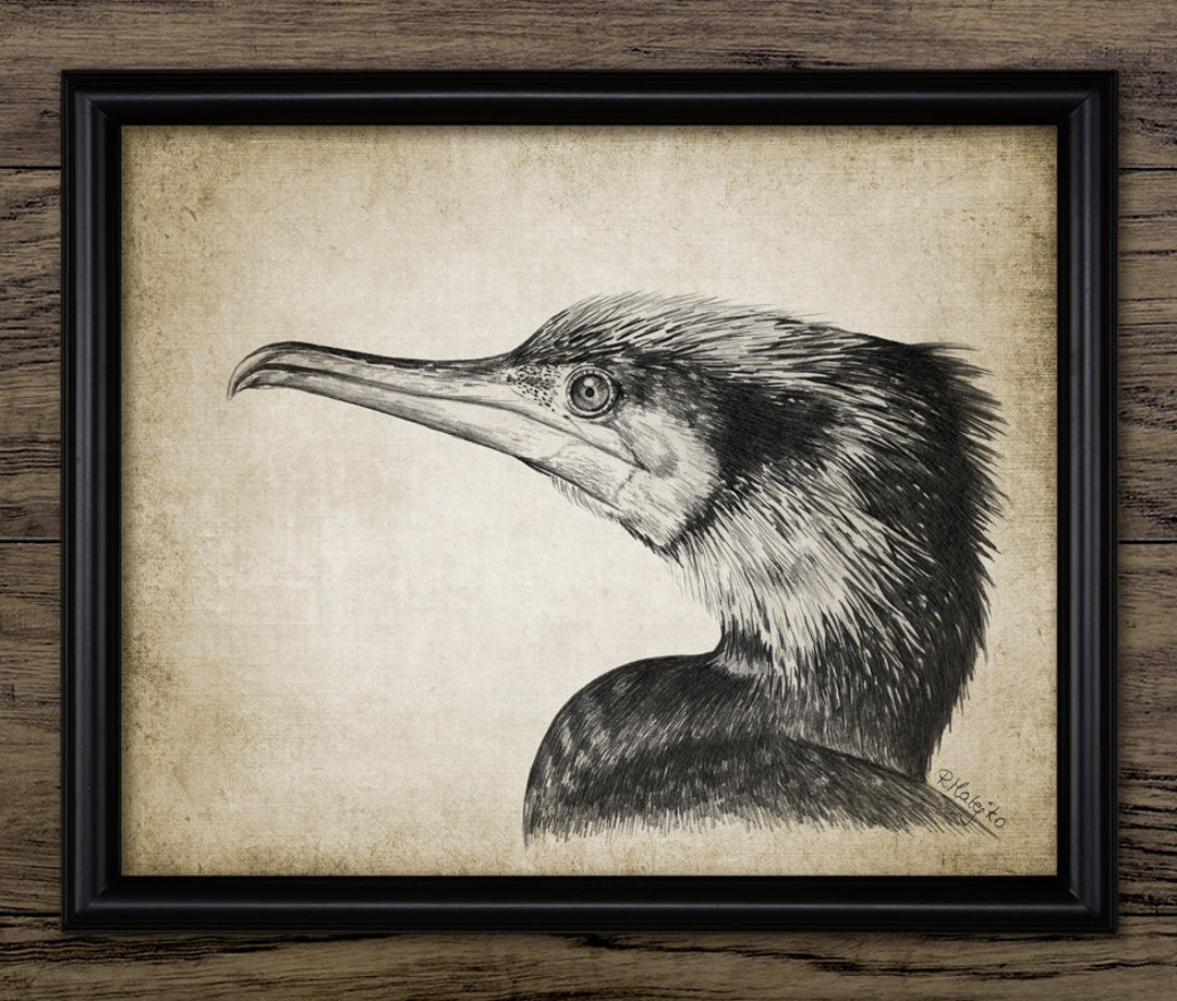 Cormorant Pencil Drawing, Printable Cormorant Bird Art, Coastal Bird ...