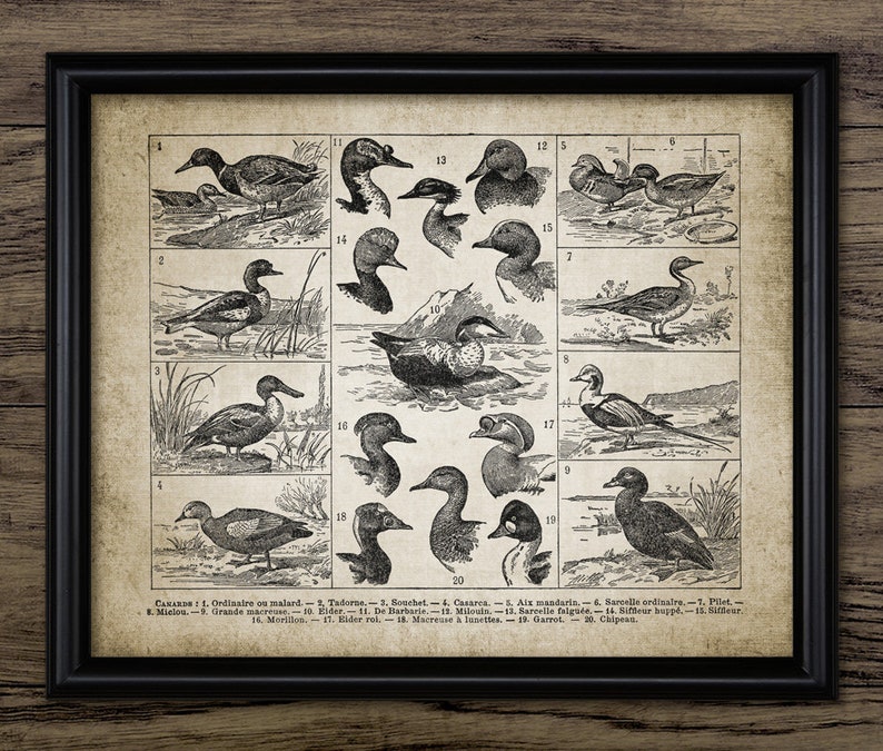 Duck Breeds Wall Art Vintage Duck Art Duck Decor Game - Etsy