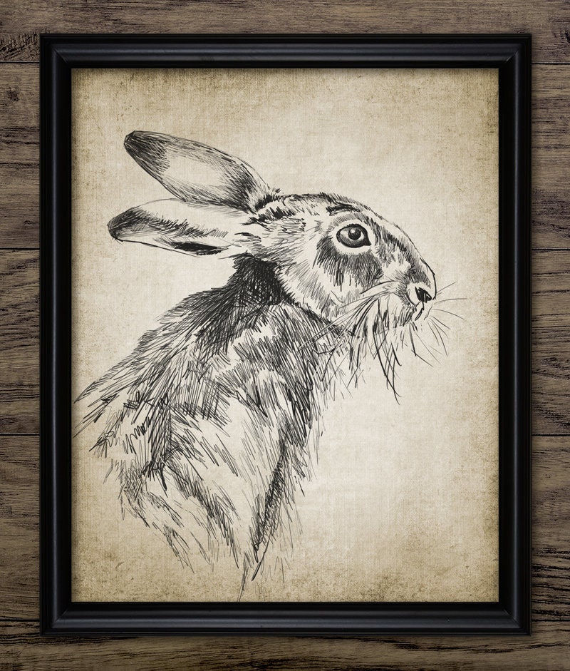 Jack Rabbit Sketch