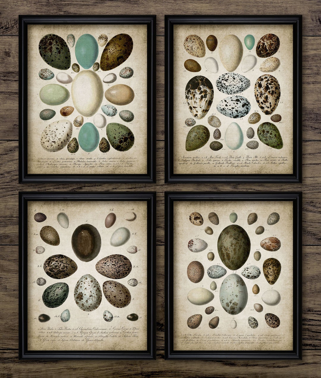 Bird Egg Wall Art Set Of 4 Printable Bird Egg Oology Bird Watcher Education Bird Enthusiast